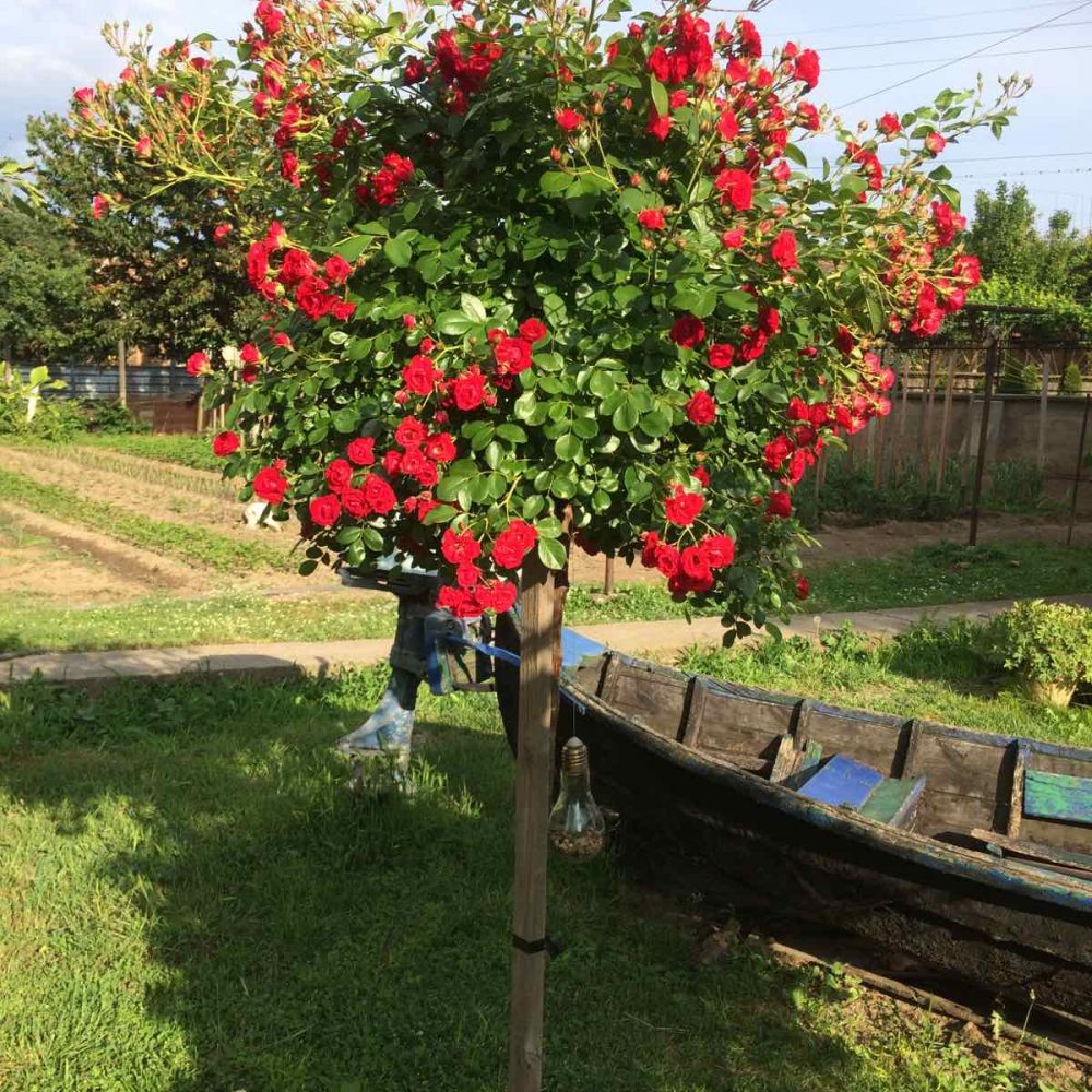 Щамбови рози - Флорови