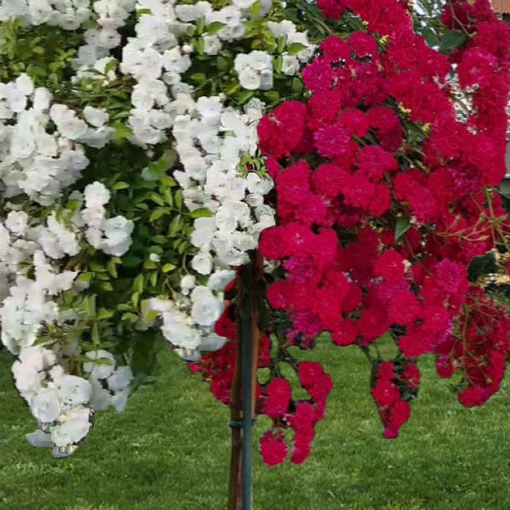 Щамбови рози - Флоров